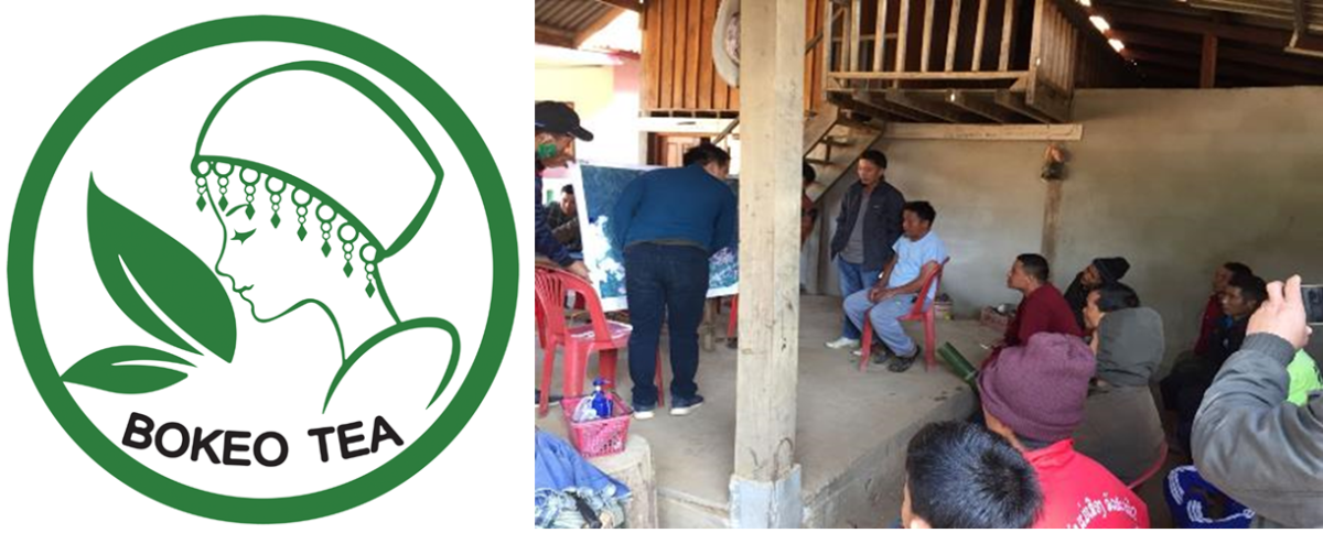 Land Equity International | The Bokeo Tea cooperative: The ongoing ...